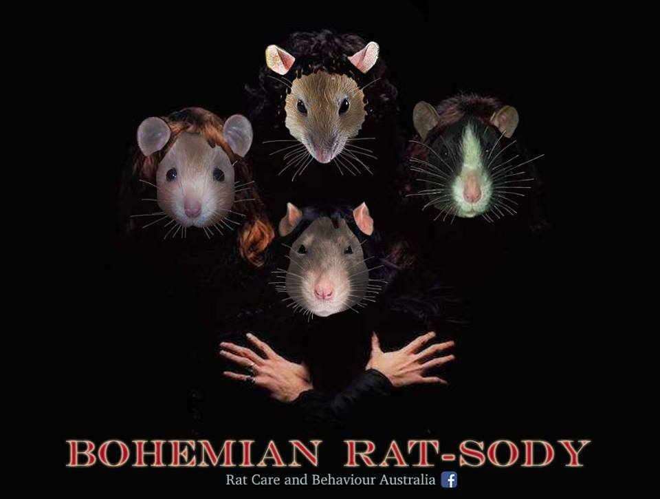 The Amazing Maurice and his Educated Rodents[ film tie-in edition ...