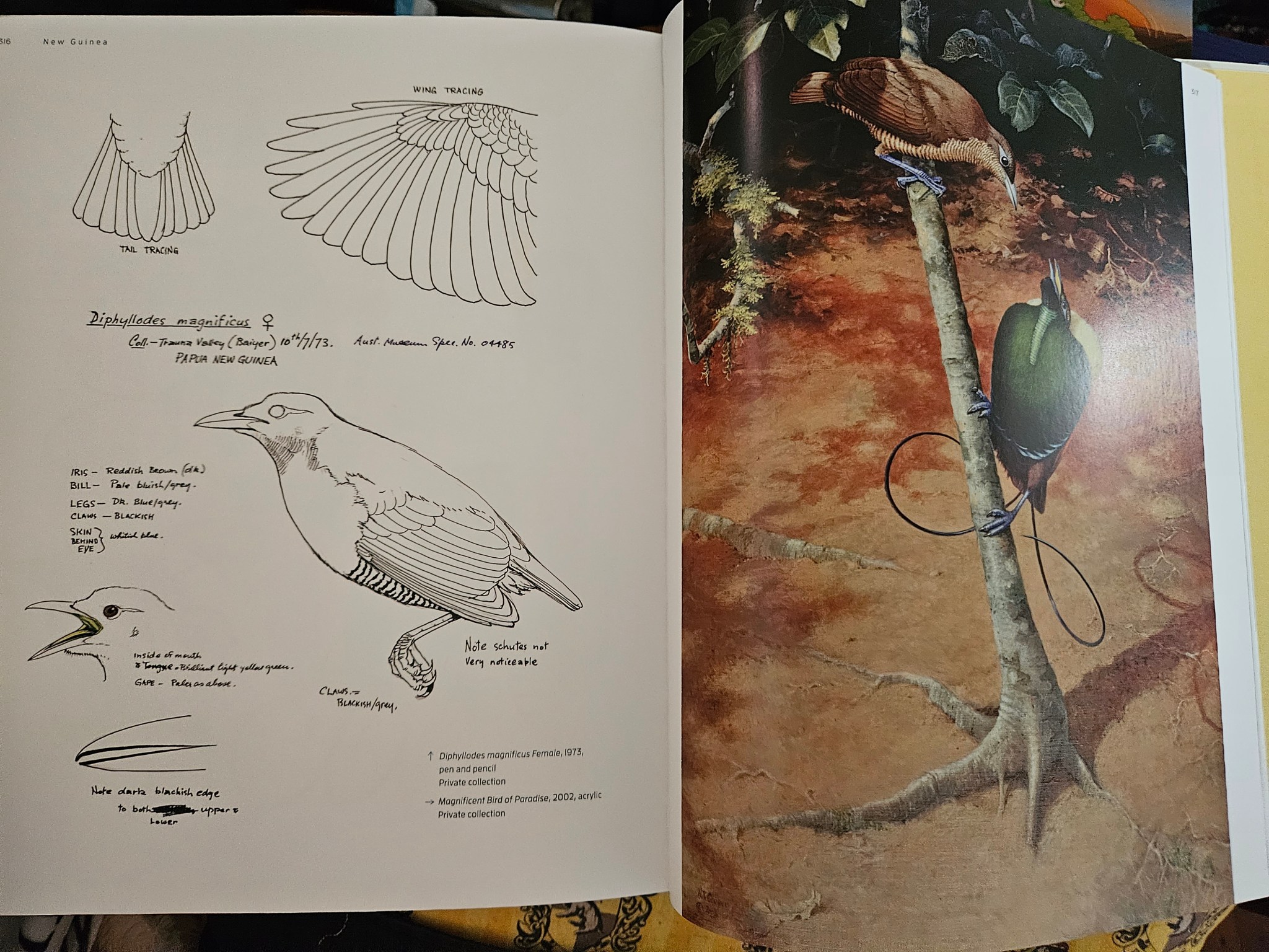 The Bird Art of William T. Cooper – Wendy Cooper – Just So Stories