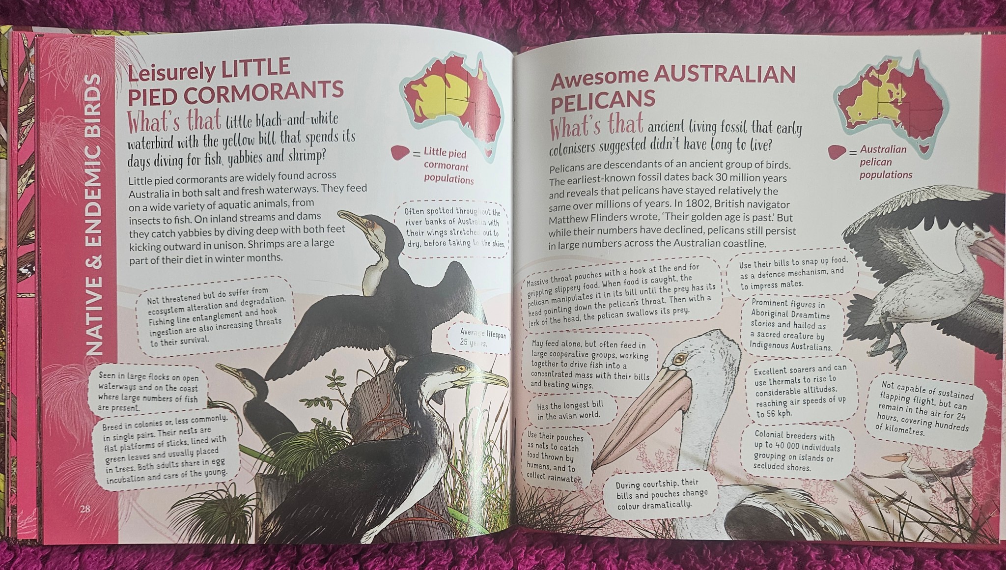 A Flock of Beautiful Bird Books – Just So Stories