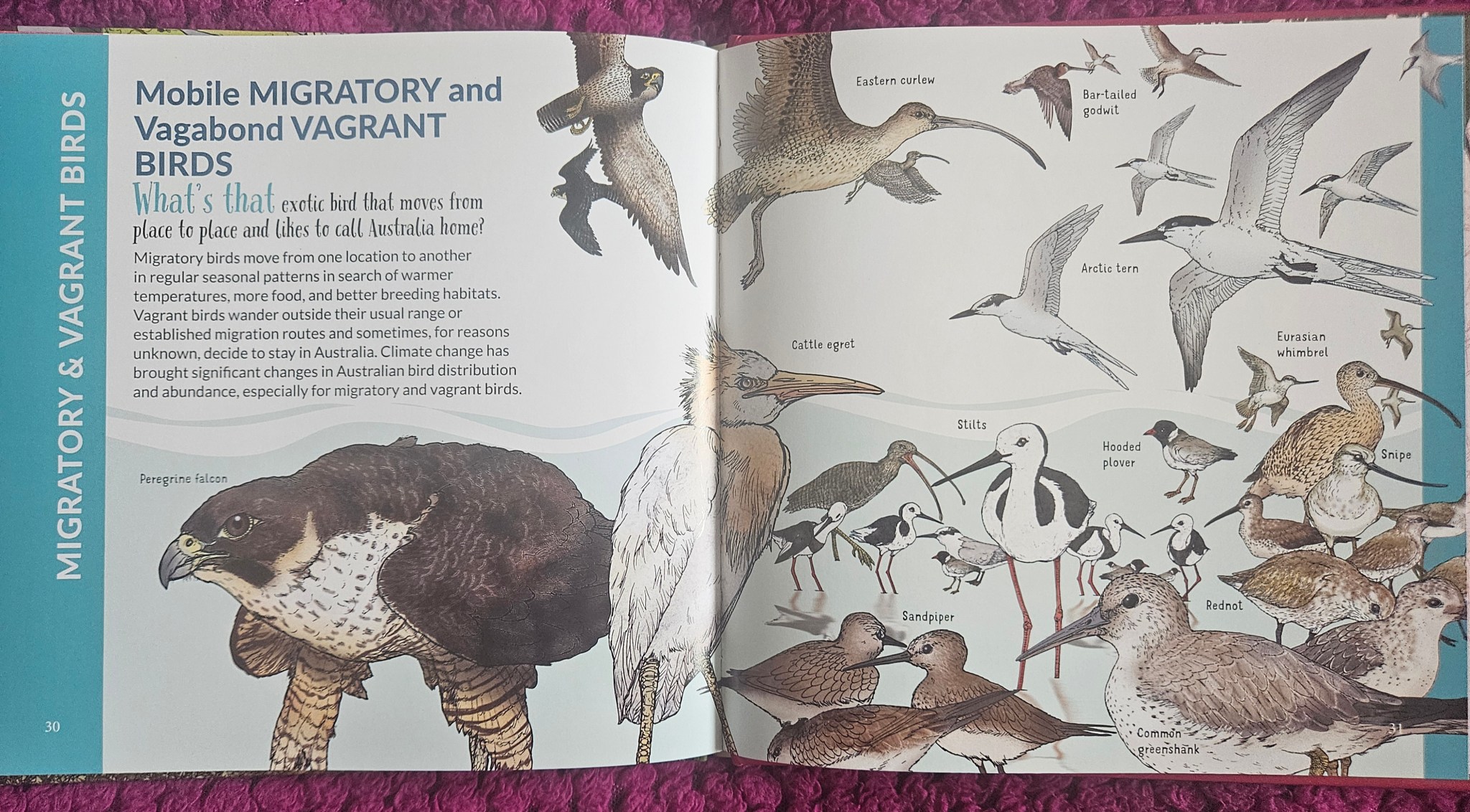 A Flock of Beautiful Bird Books – Just So Stories